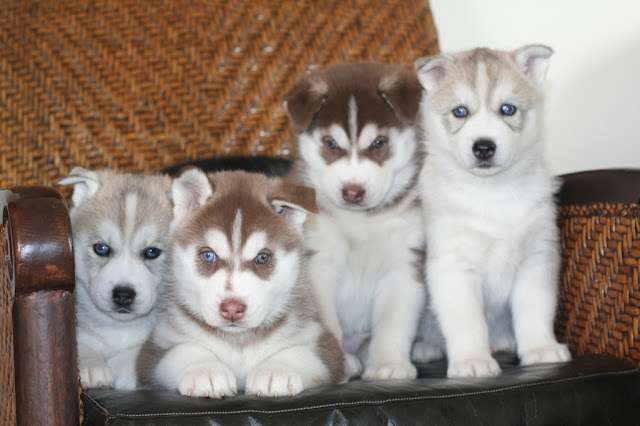 Siberian husky cachorros - Imagui